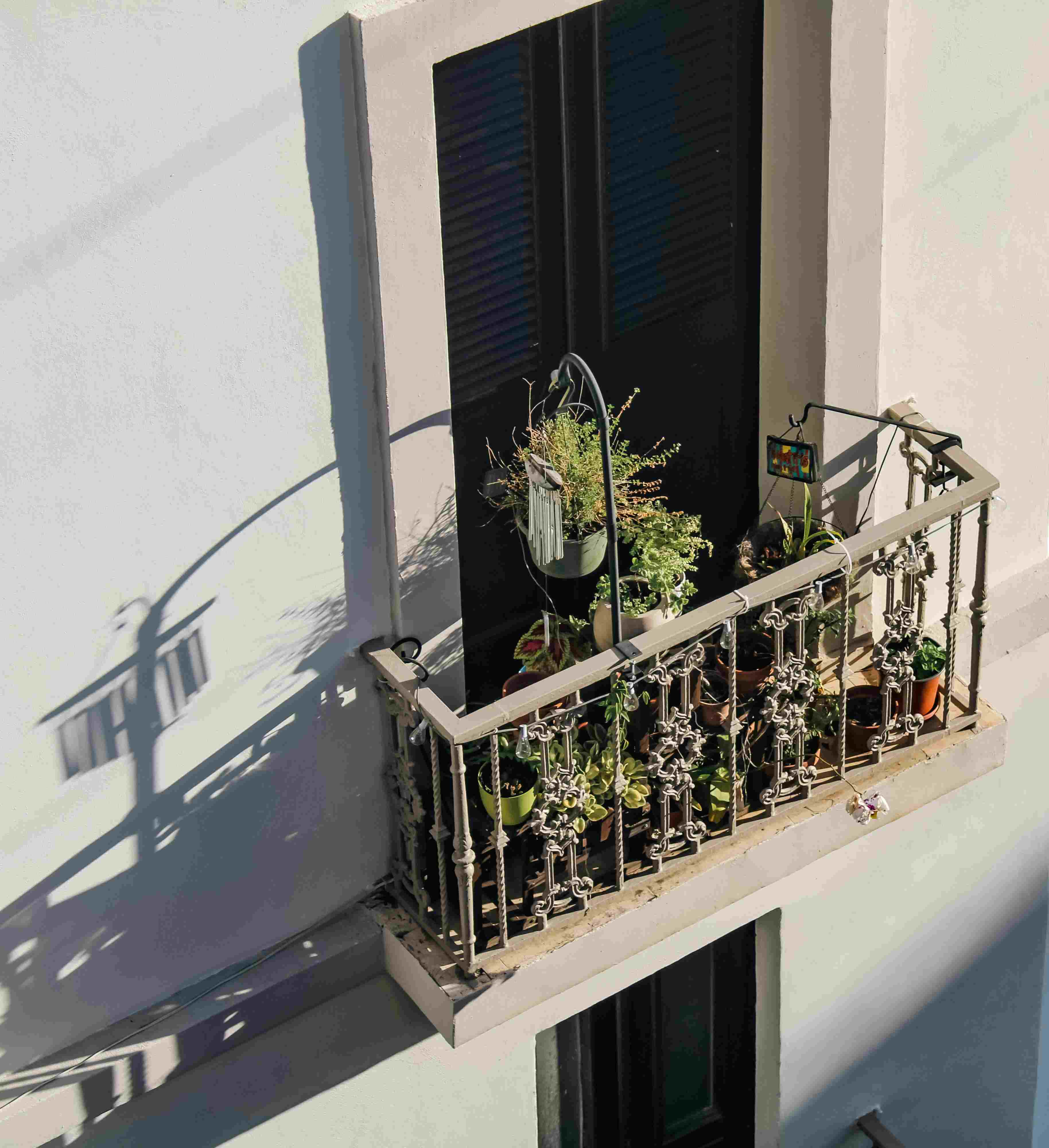 Herbs You Can Grow from Your Balcony